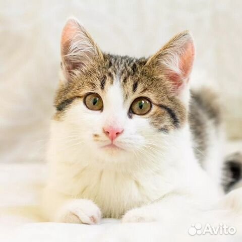 Котенок Никас