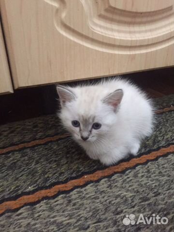 Кошка британка