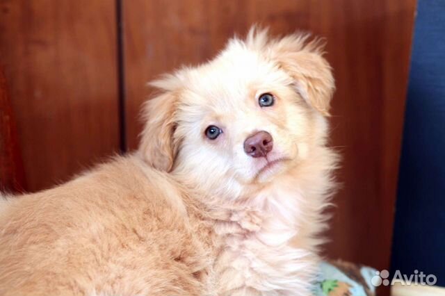 Зеленоглазка в добрые руки