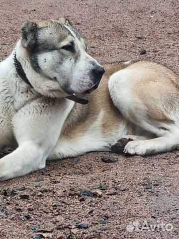 Среднеазиатская овчарка алабай щенки