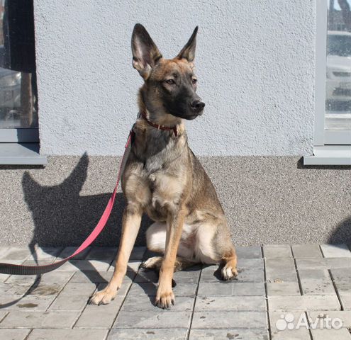 Щенок Милана в добрые руки