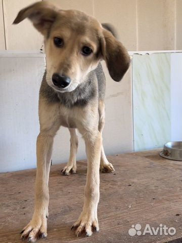 Гончая помесь