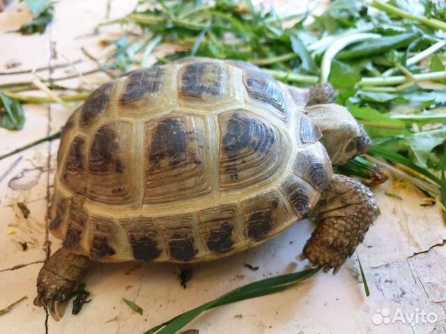 Мальчик и девочка