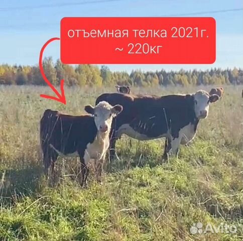 Телки герефорд