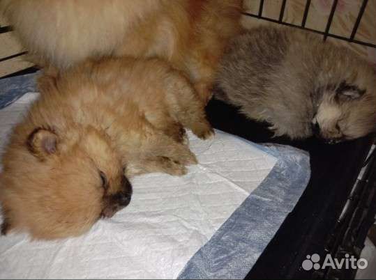 Отдаю шпицов