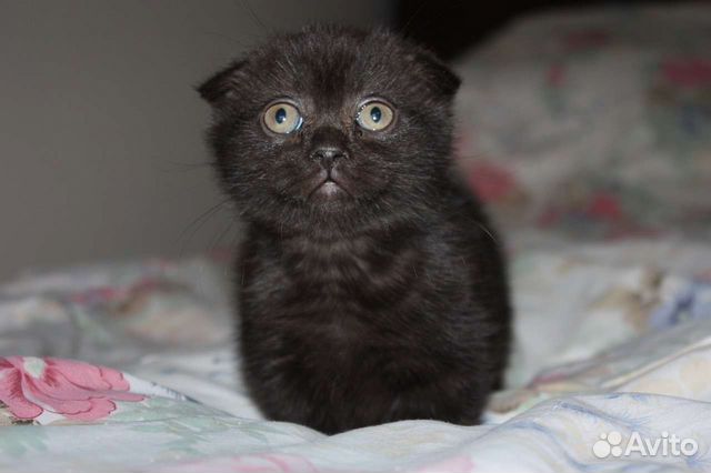 Шотландский манчкин