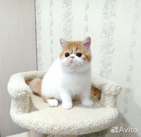 Экзотический котенок