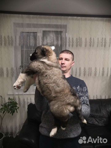 Щенки кавказской овчарки