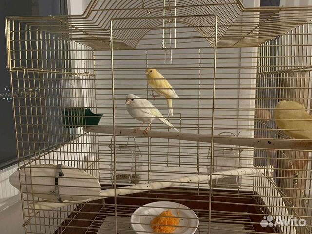 Пара канареек