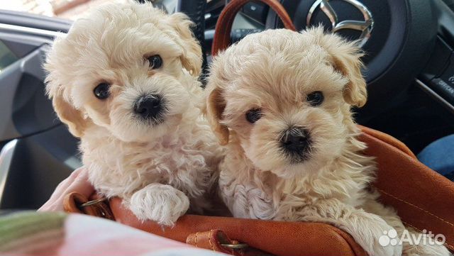 Мальтипу микро