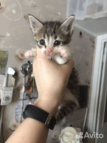 Кошка