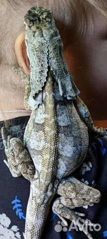 Плащеносная ящерица