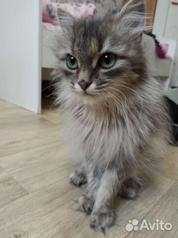 Кошка Маришка