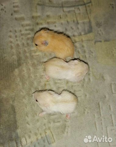 Джунгарский хомяк