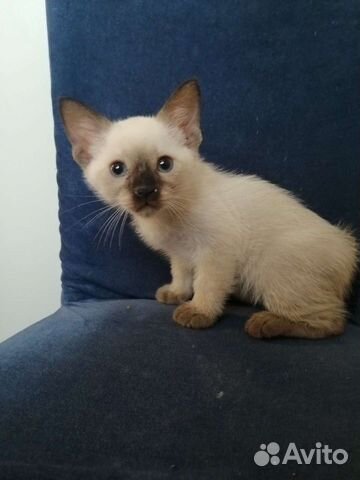 Котята Меконгского бобтейла