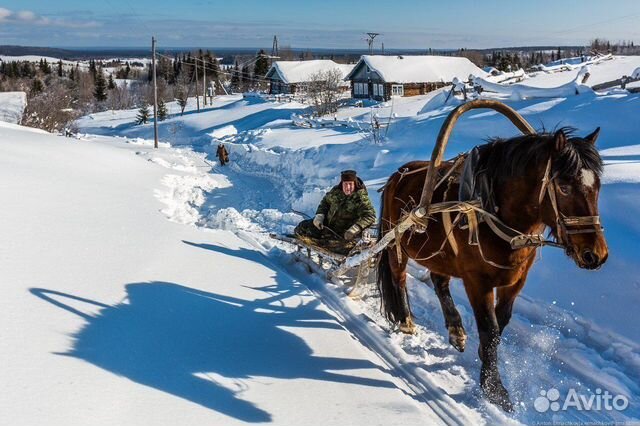 Лошадь или жеребёнок