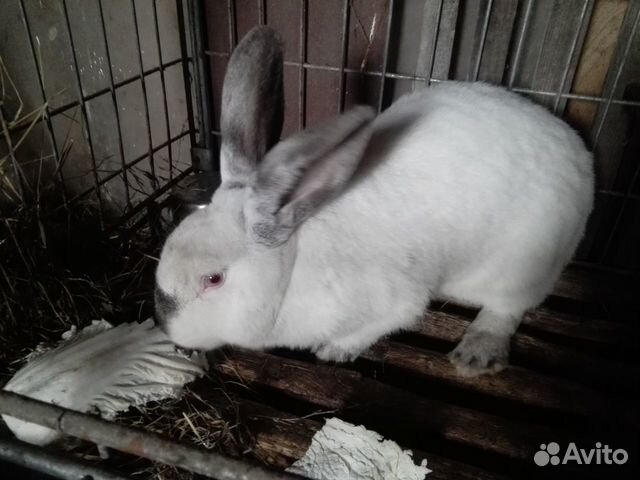 Кролик на племя