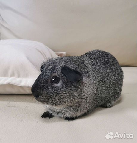 Морская свинка