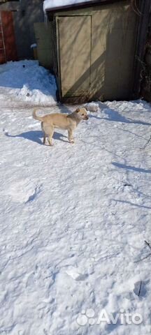 Кобелек мелкий с мешком "Чаппи"