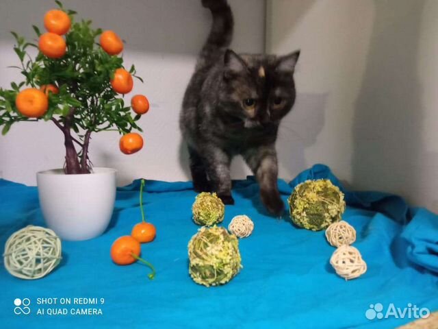 Кошечка в добрые руки