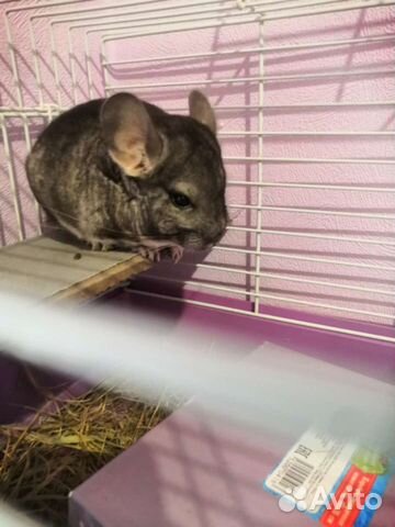 Британская шиншилла