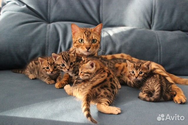 Бенгальские котята