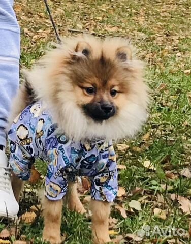 Шпиц немецкий