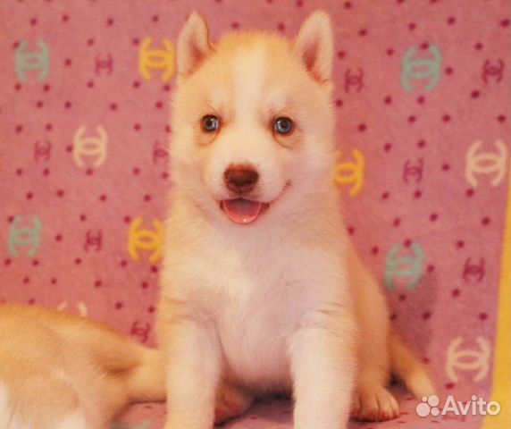 Сибирский хаски