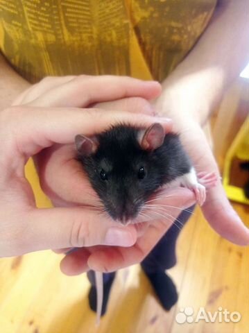 Крыса дамбо с клеткой