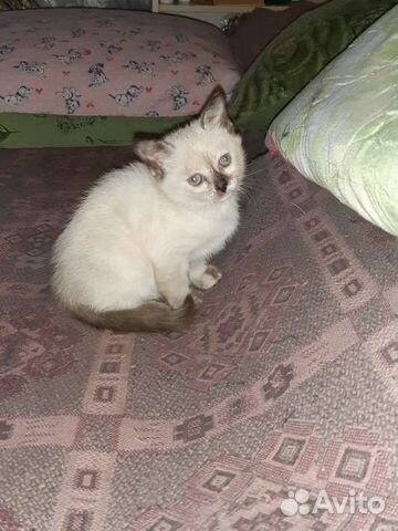 Кошки в добрые руки бесплатно