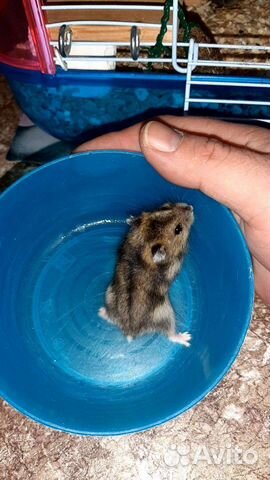 Джунгарский хомяк