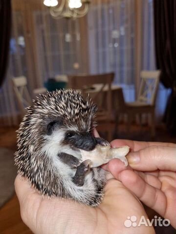 Африканский ежик
