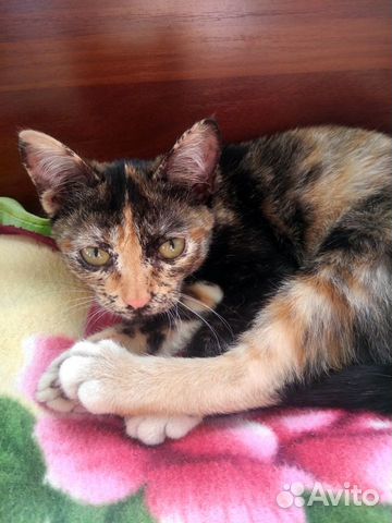 Котенок девочка 3.5 мес