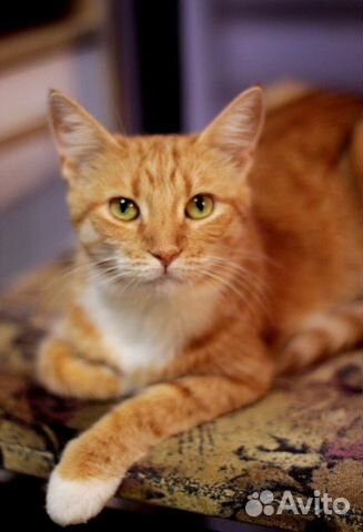 Рыжая Кошка