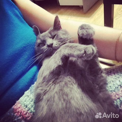 Пожалуйста, заберите котю