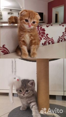 Шотландская