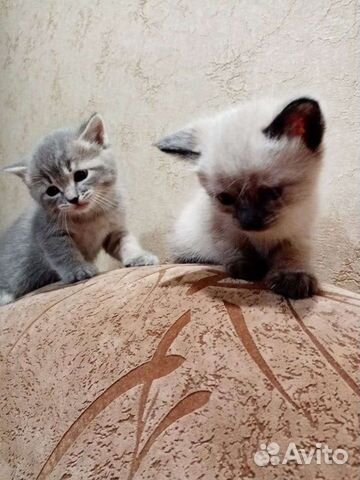 Кошка в дар бесплатно