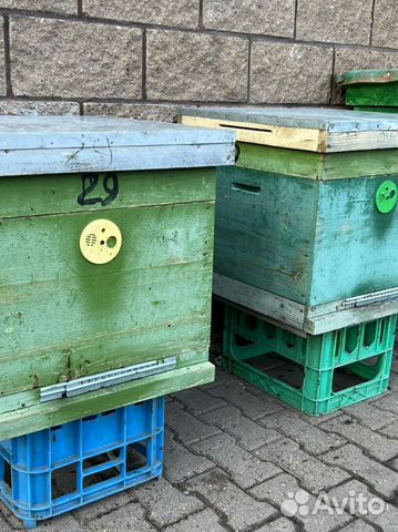 Продам пчел с ульями