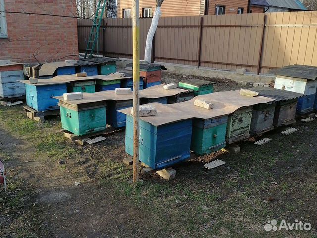 Продам пчелосемьи 5шт или больше 5-6тысяч рублей