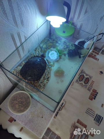 Красноухая черепаха с аквариумом