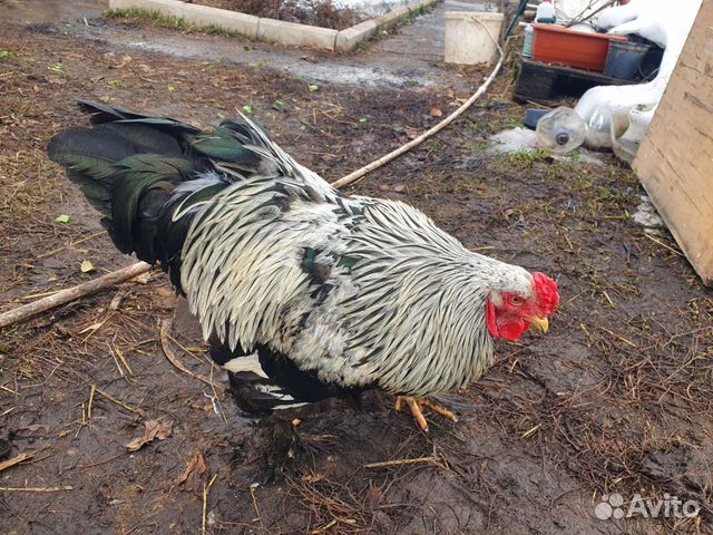 Петух брама