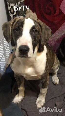 Собака Бутч