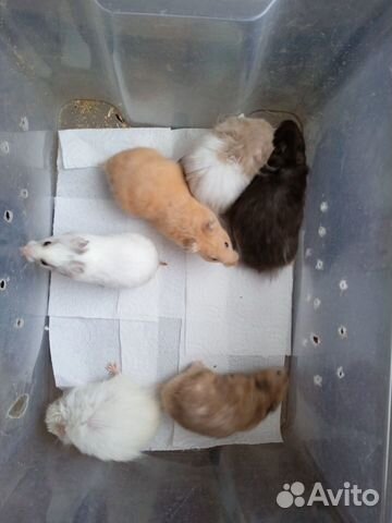 Сирийский хомяк и Ангорский хомяк девочка мальчик