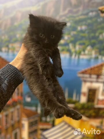Маленький черный пушистый котёнок девочка