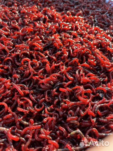 Мотыль свежий