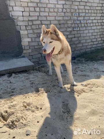 Лайка девочка в добрые руки