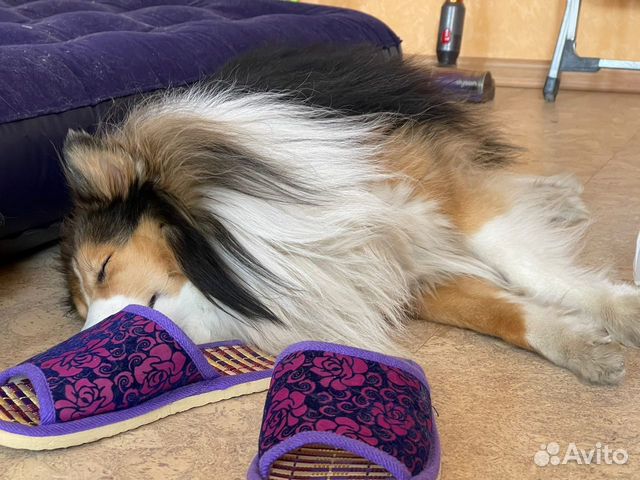 Шелти в хорошие руки