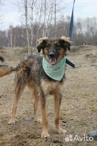 Пёс в добрые руки