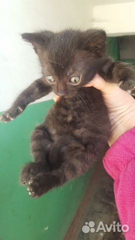 Черненький маленький котенок,живущий в подьезде