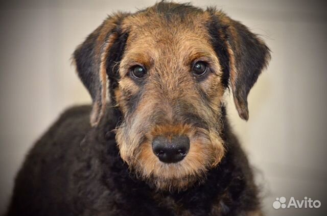 Эрдельтерьер щенки